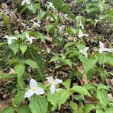 John Rock Trail Loop, North Carolina - 2,288 Reviews, Map | AllTrails