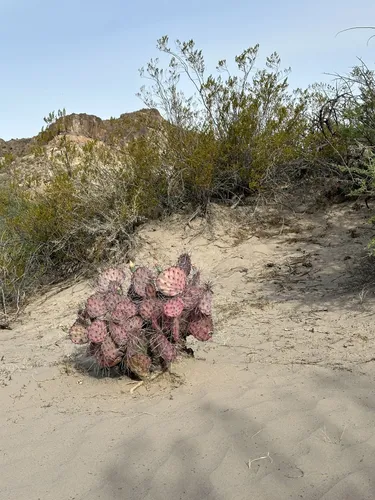 Best Easy Trails in Big Bend Ranch State Park | AllTrails