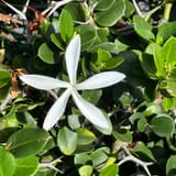 Kapalua Coastal Trail, Maui, Hawaii - 3,461 Reviews, Map | AllTrails