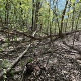 White Bison Loop, Missouri - 2,397 Reviews, Map | AllTrails