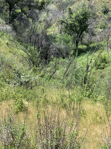 Best River Trails in Azusa | AllTrails