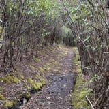 Mount Cammerer via Appalachian Trail, Tennessee - 246 Reviews, Map ...