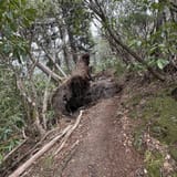 Mount Cammerer via Appalachian Trail, Tennessee - 246 Reviews, Map ...