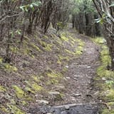 Mount Cammerer via Appalachian Trail, Tennessee - 246 Reviews, Map ...