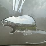 Neabsco Creek Boardwalk, Virginia - 969 Reviews, Map | AllTrails