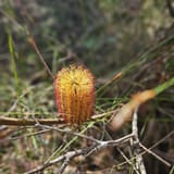 Fitzroy Falls East Rim and Wildflower Track, New South Wales, Australia ...