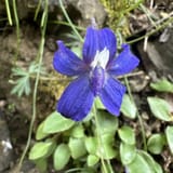 Eagle Creek Trail, Oregon - 844 Reviews, Map | AllTrails