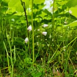 Windolph Landing Preserve Trail, Pennsylvania - 85 Reviews, Map | AllTrails