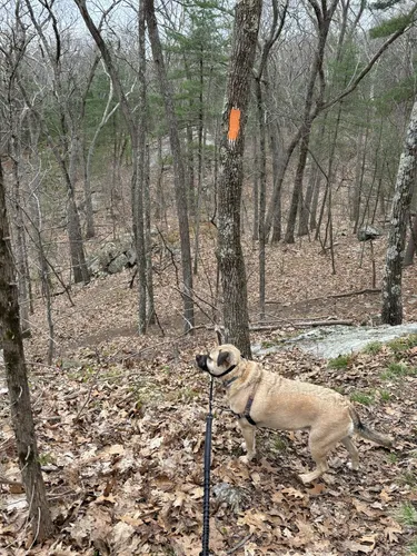 Best Easy Trails in Breakheart Reservation | AllTrails