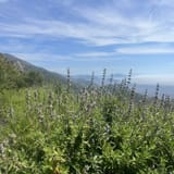 Cold Spring Loop, California - 2,189 Reviews, Map | AllTrails