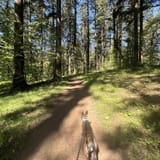 Washington Park Loop, Oregon - 1,671 Reviews, Map | AllTrails