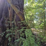 Rockaway Big Tree Boardwalk, Oregon - 372 Reviews, Map | AllTrails