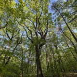 The Pinnacle via Ridgeline Trail and Boulders Access, North Carolina ...