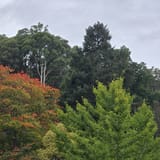 Taggerty River Lookout Loop, Victoria, Australia - 61 Reviews, Map ...