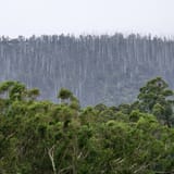 Taggerty River Lookout Loop, Victoria, Australia - 61 Reviews, Map ...