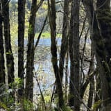 Chehalis Western Trail, Washington - 546 Reviews, Map | AllTrails