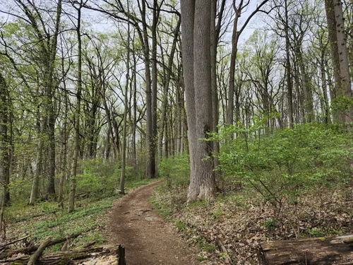 Best Walking Trails in Chesterbrook | AllTrails