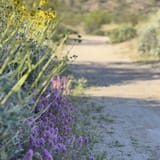 Pemberton Trail Loop, Arizona - 682 Reviews, Map | AllTrails