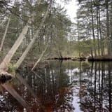 Batsto Lake Trail, New Jersey - 1,583 Reviews, Map | AllTrails