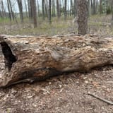 Batsto Lake Trail, New Jersey - 1,750 Reviews, Map | AllTrails