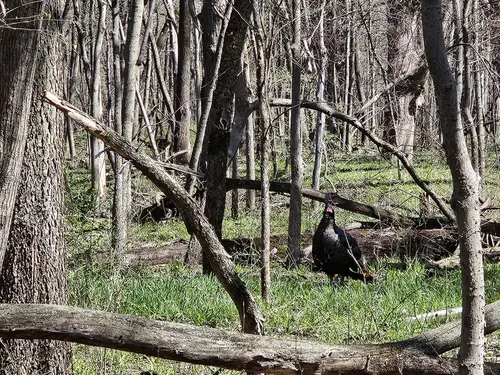 Best River Trails in George Wyth State Park | AllTrails