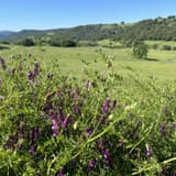 East Ridge and Cronan Ranch Loop, California - 1,061 Reviews, Map ...