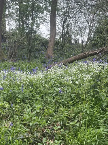 Best Hikes and Trails in Selsdon Wood Nature Reserve | AllTrails