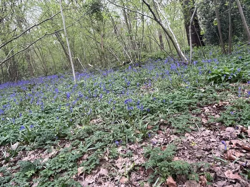 Best Hikes and Trails in Selsdon Wood Nature Reserve | AllTrails