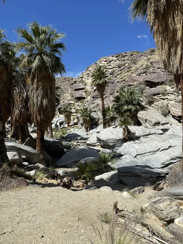 Best Wild Flowers Trails in Agua Caliente Band of Cahuilla Indians ...