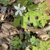 Peg Leg Mine Trail, Tennessee - 165 Reviews, Map | AllTrails