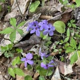 Peg Leg Mine Trail, Tennessee - 165 Reviews, Map | AllTrails