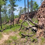 Torreya Trail, Florida - 438 Reviews, Map | AllTrails