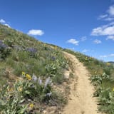 Chelan Butte Trail, Washington - 582 Reviews, Map | AllTrails