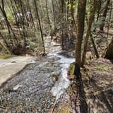 Fall Branch Falls Trail, Georgia - 1,205 Reviews, Map | AllTrails