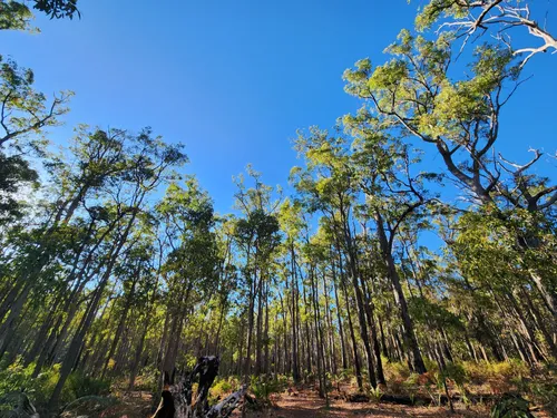 Best Camping Trails in Nanga Brook | AllTrails