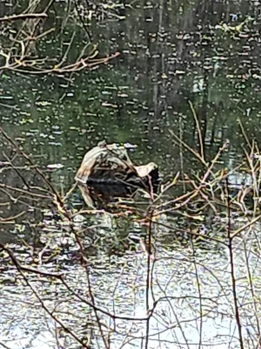 Best Hikes and Trails in Lockwood Forest | AllTrails