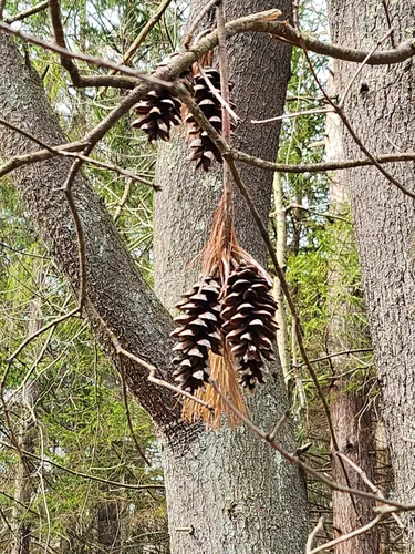 Best Hikes and Trails in Lockwood Forest | AllTrails