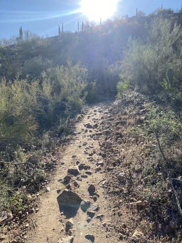 Best Forest Trails in Tucson Mountain Park | AllTrails