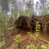 Long Branch Loop Trail, Georgia - 2,280 Reviews, Map | AllTrails