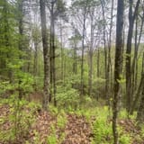 Long Branch Loop Trail, Georgia - 2,280 Reviews, Map | AllTrails