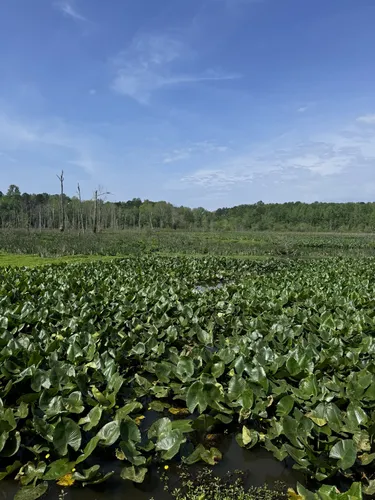 Best Short Trails in Conestee Nature Preserve | AllTrails