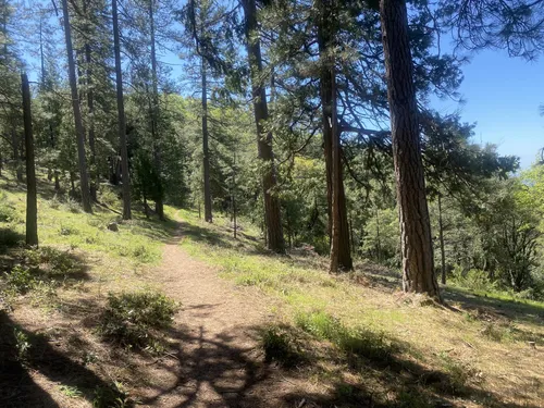 Best Forest Trails in Pine Grove | AllTrails