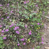 Pin-Chin-Sky Loop, Alabama - 677 Reviews, Map | AllTrails