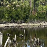 Gordon River Greenway, Florida - 927 Reviews, Map | AllTrails