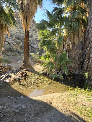 Best Hikes and Trails in Cahuilla Native American Land - Indian Canyons ...