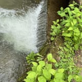 Emory Gap Falls Trail, Tennessee - 853 Reviews, Map | AllTrails