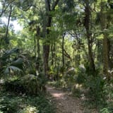 Daubenmire Trail, Florida - 640 Reviews, Map | AllTrails