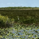 Anhinga Trail, Florida - 1,695 Reviews, Map | AllTrails
