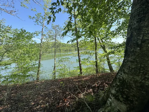 Best Walking Trails in Salt Lick Creek Recreation Area | AllTrails