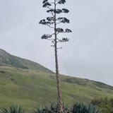 Poly Canyon Loop Trail, California - 515 Reviews, Map | AllTrails